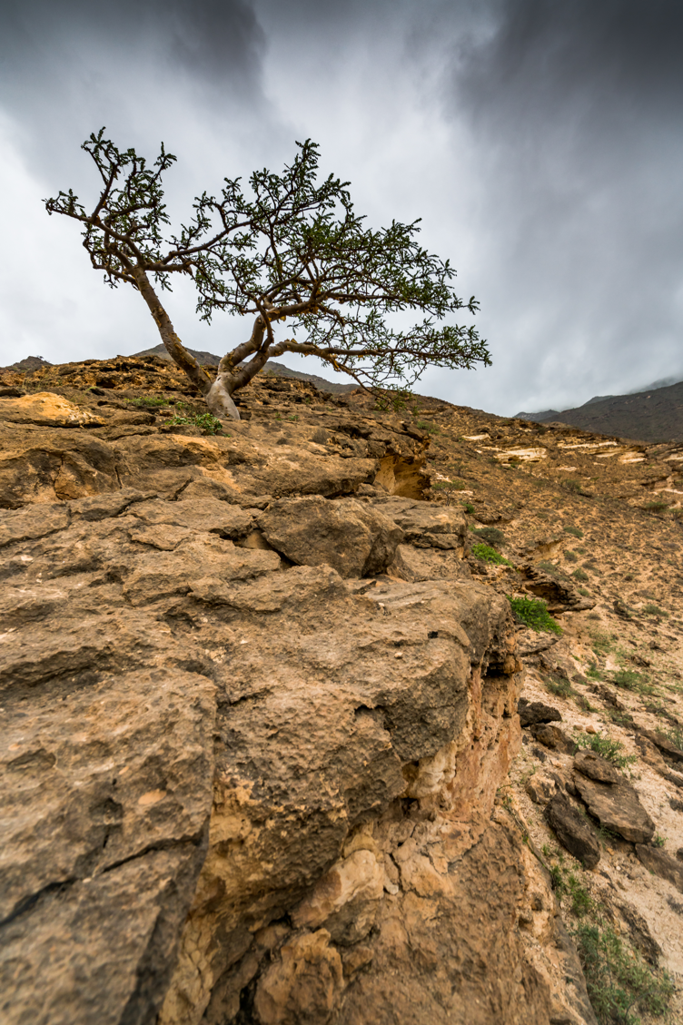 Frankincense Essential Oil - Our Grace Filled Journey